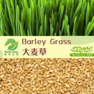 5 jenis rumput ditanam sendiri untuk kucing kesayangan ...